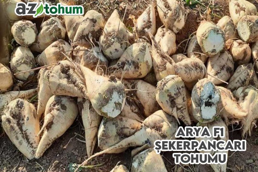 ŞEKER PANCARI – A-Z TOHUM TARIM ÜRÜNLERİ