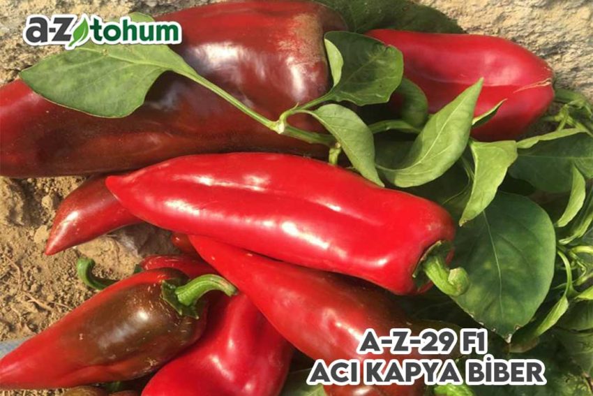 BİBER – A-Z TOHUM TARIM ÜRÜNLERİ