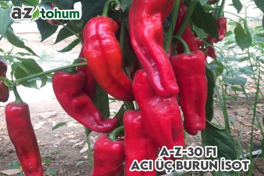 BİBER – A-Z TOHUM TARIM ÜRÜNLERİ