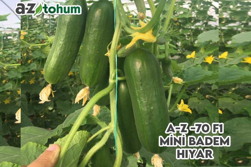 HIYAR – A-Z TOHUM TARIM ÜRÜNLERİ