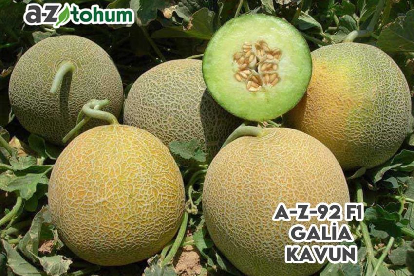 KAVUN – A-Z TOHUM TARIM ÜRÜNLERİ
