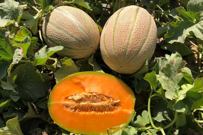 KAVUN – A-Z TOHUM TARIM ÜRÜNLERİ